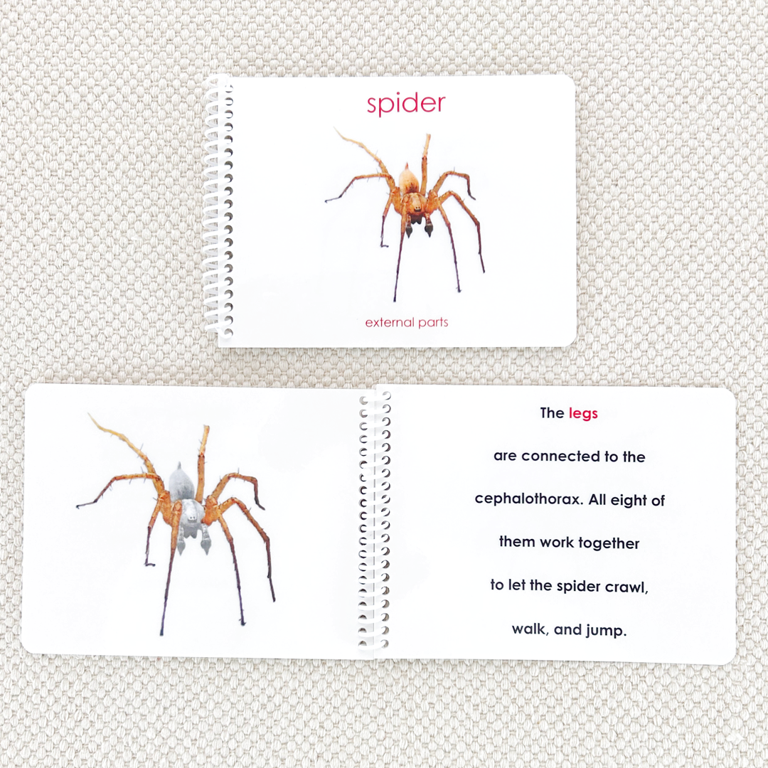 bkpospidera.png?v=1773084995&width=2048